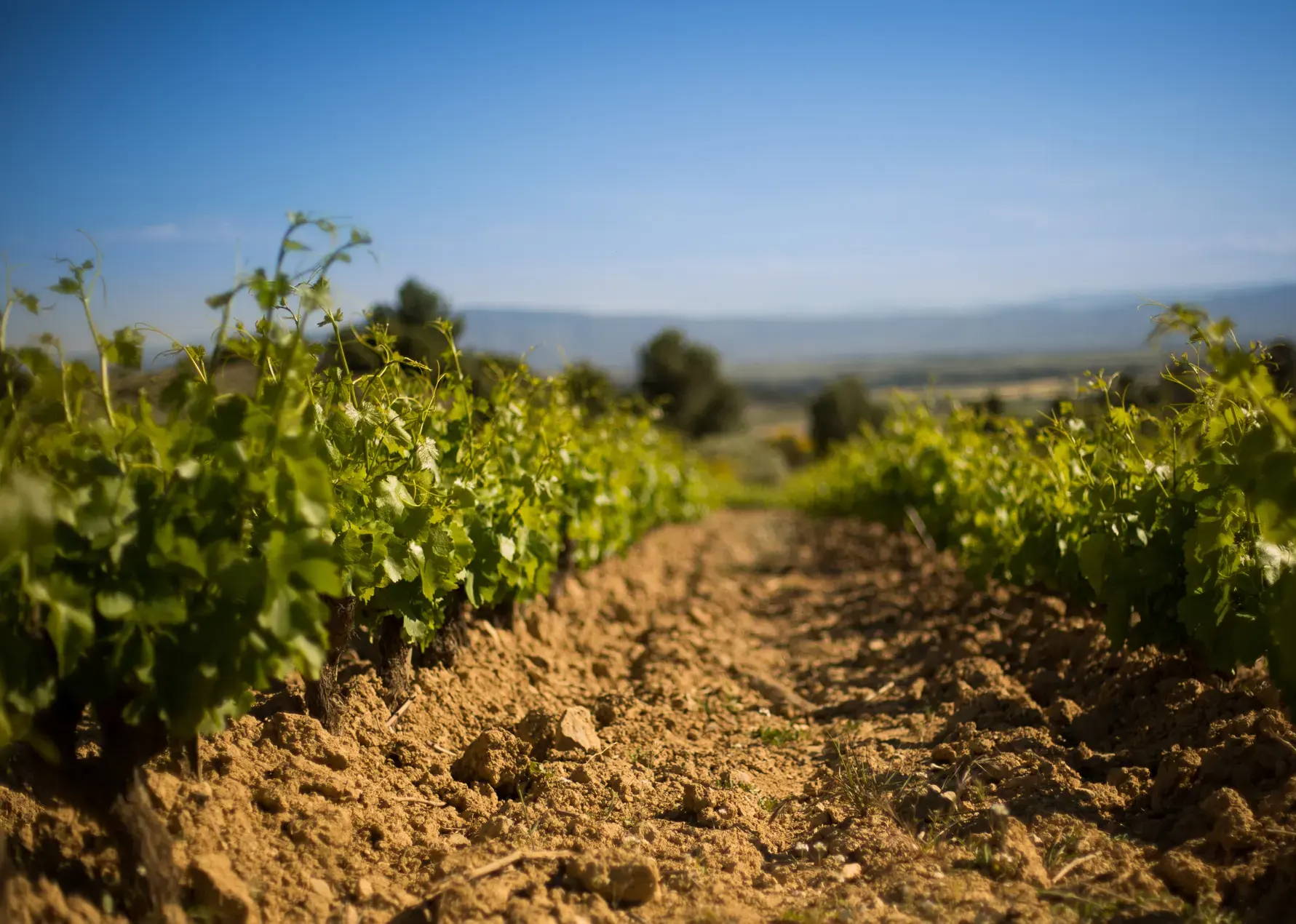 Fitou wine: the oldest controlled designation of origin in Languedoc ...
